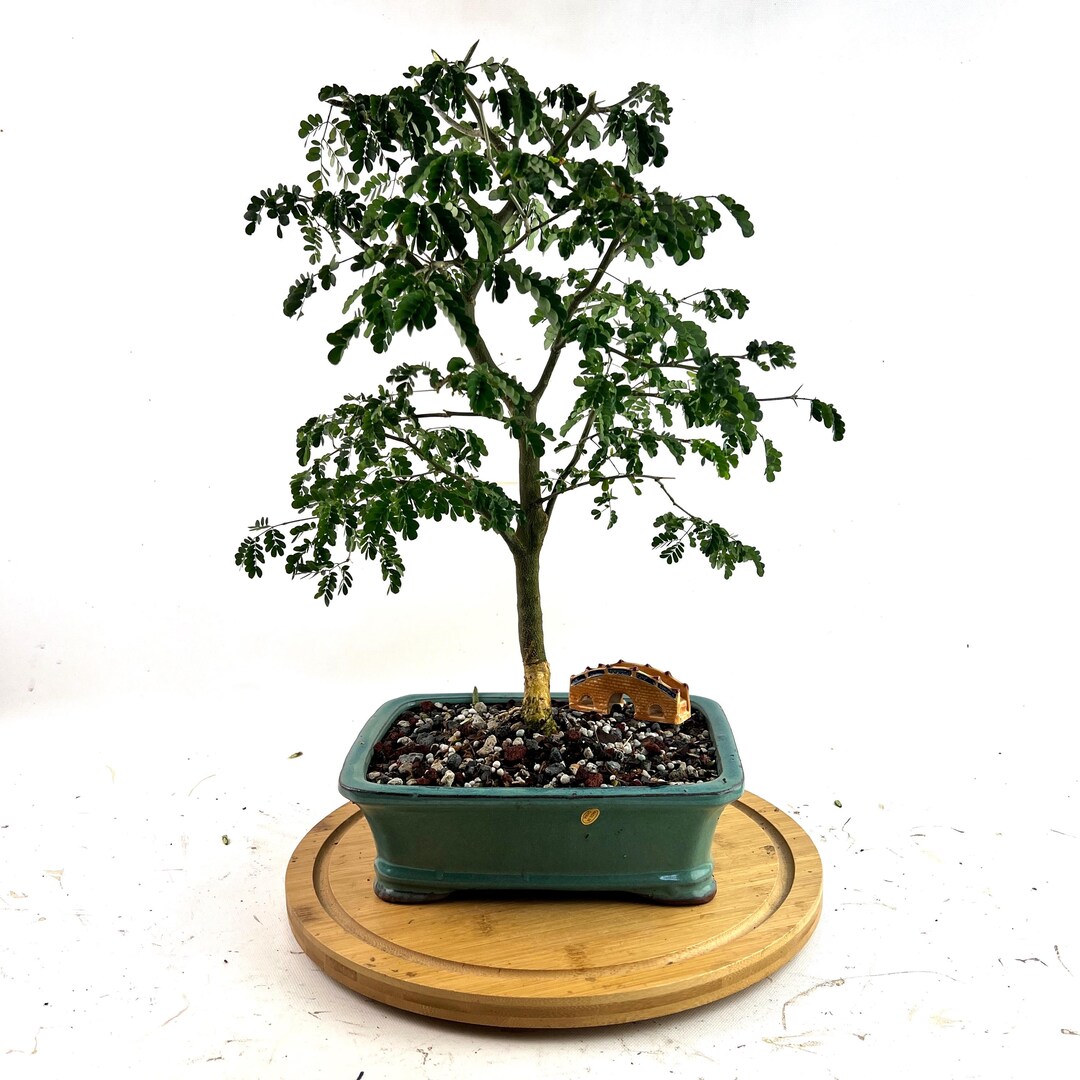 Bonsai Live Brazilian Rain Tree Pithecellobium Tortum in a 8 Bonsai Pot ...