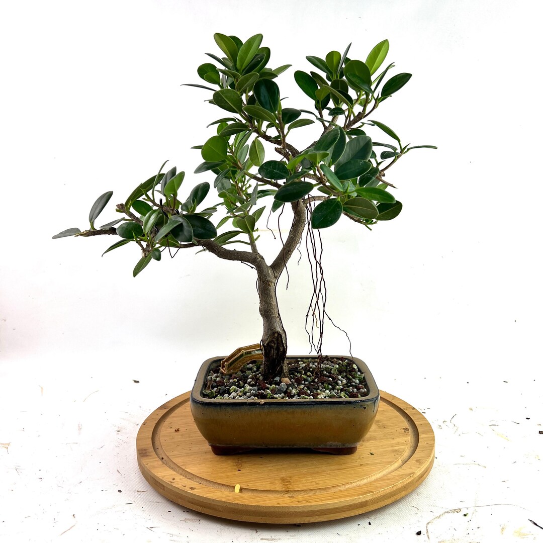 Bonsai Live Tree Green Island Ficus in a 7 Bonsai Pot, Indoor or ...