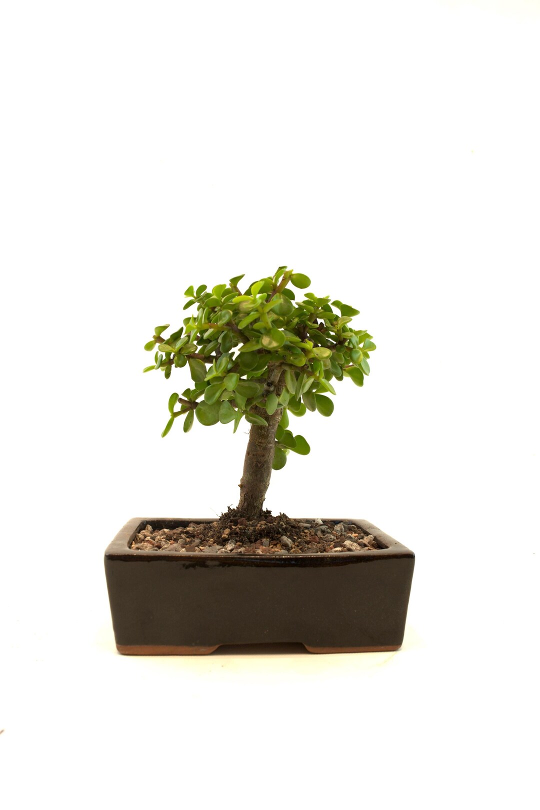 Mini Green Jade Bonsai Tree - 6" Glazed Pot - Outdoor - Etsy