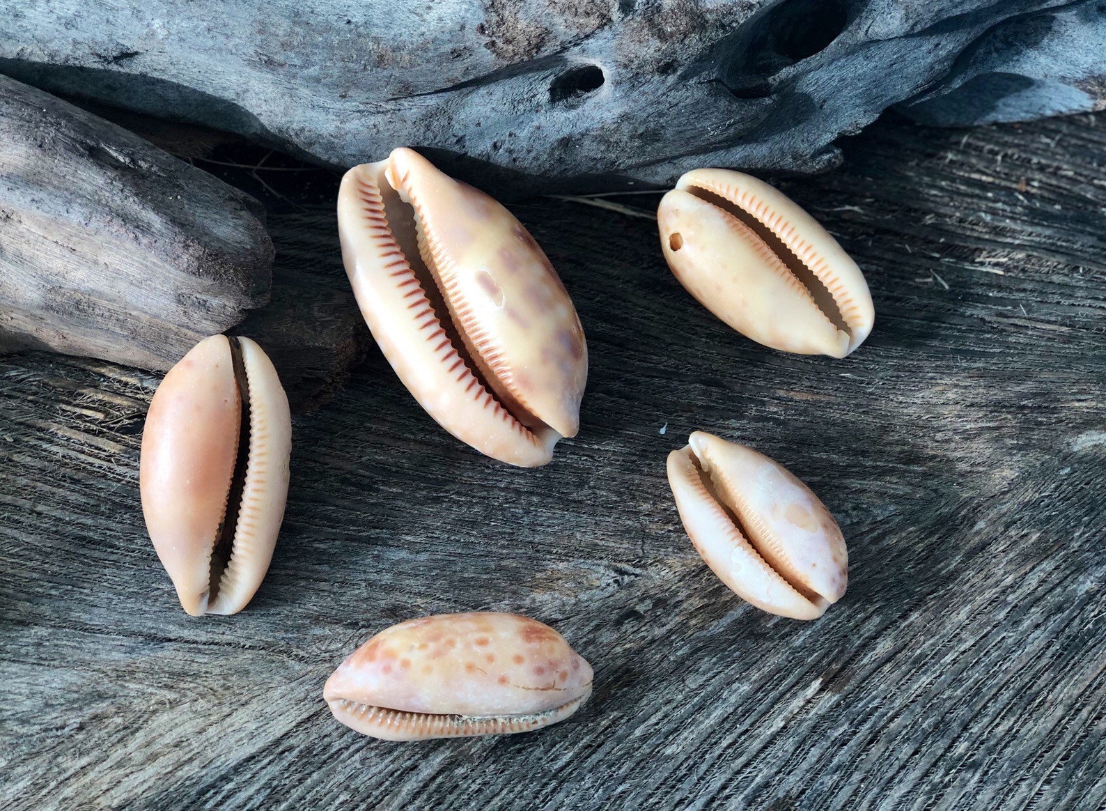 Large Olive Seashells | Etsy