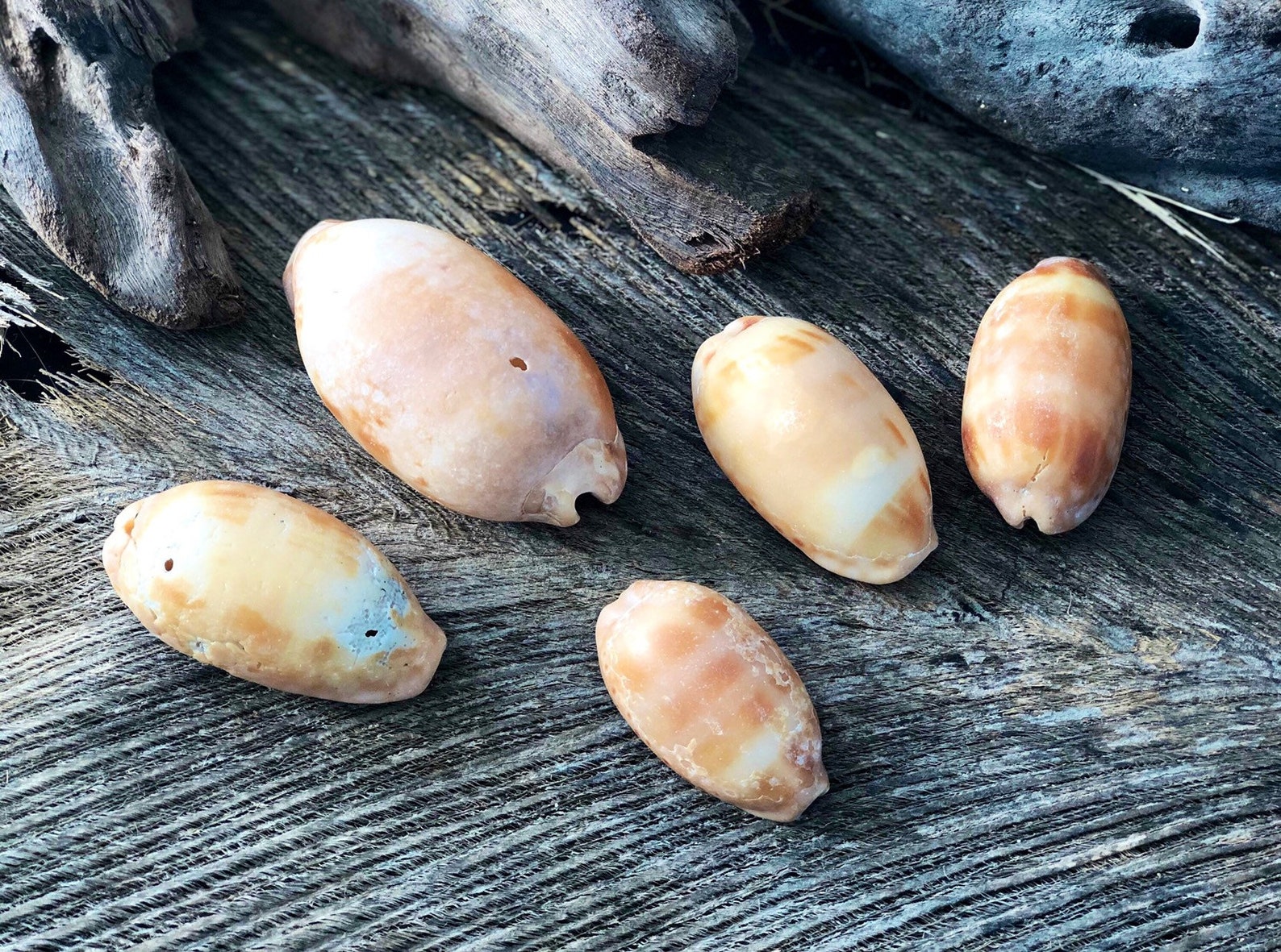 Large Olive Seashells - Etsy