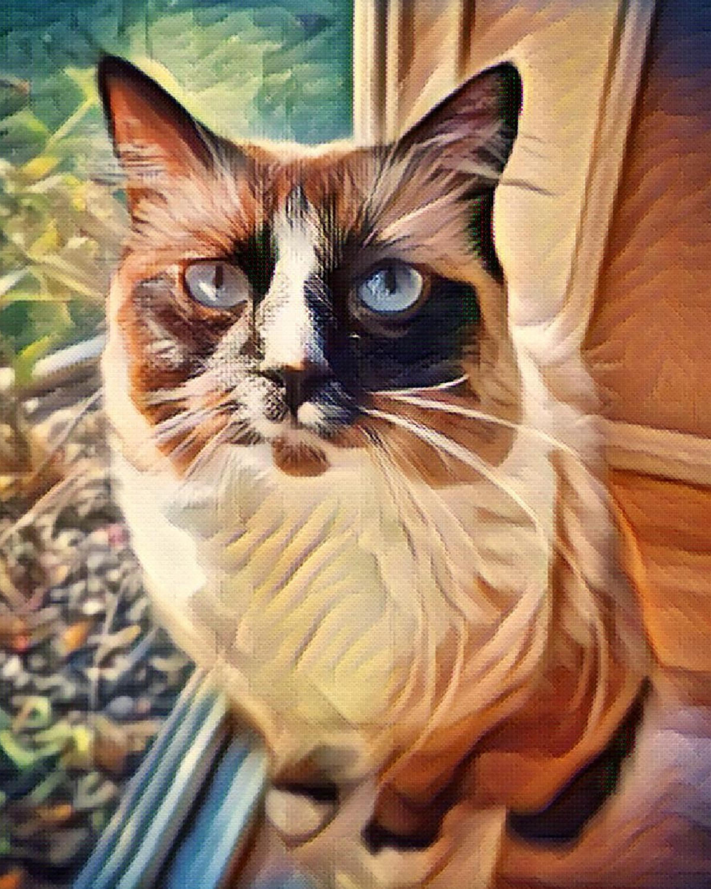 Custom Digital Pet Portraits - Digital File With Painted Effect - Etsy