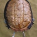 Snapping Turtle Shell Maraca Rhythm Percussion Instrument - Etsy