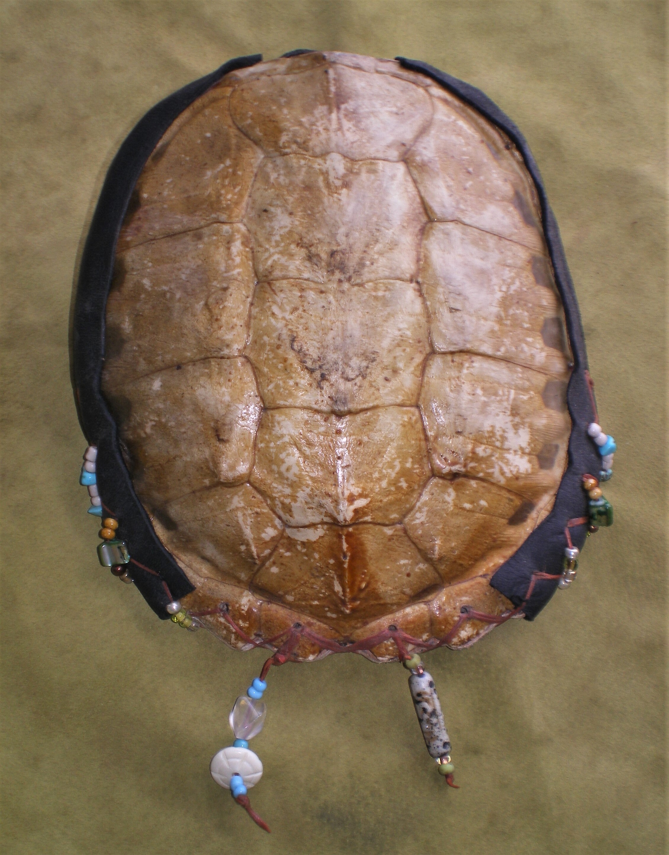 Snapping Turtle Shell Maraca Rhythm Percussion Instrument - Etsy