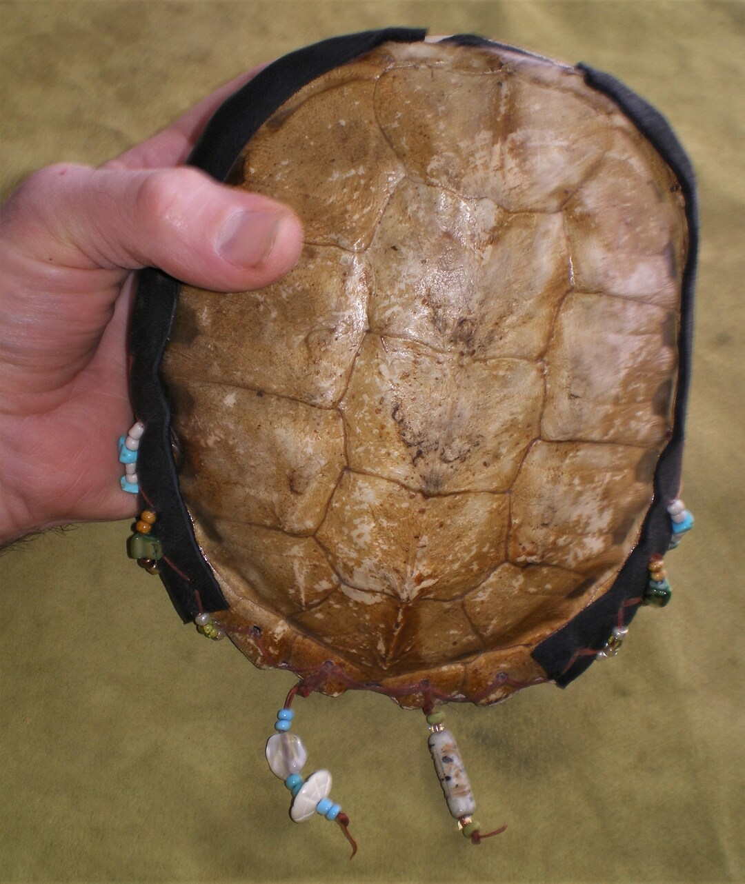 Snapping Turtle Shell Maraca Rhythm Percussion Instrument - Etsy