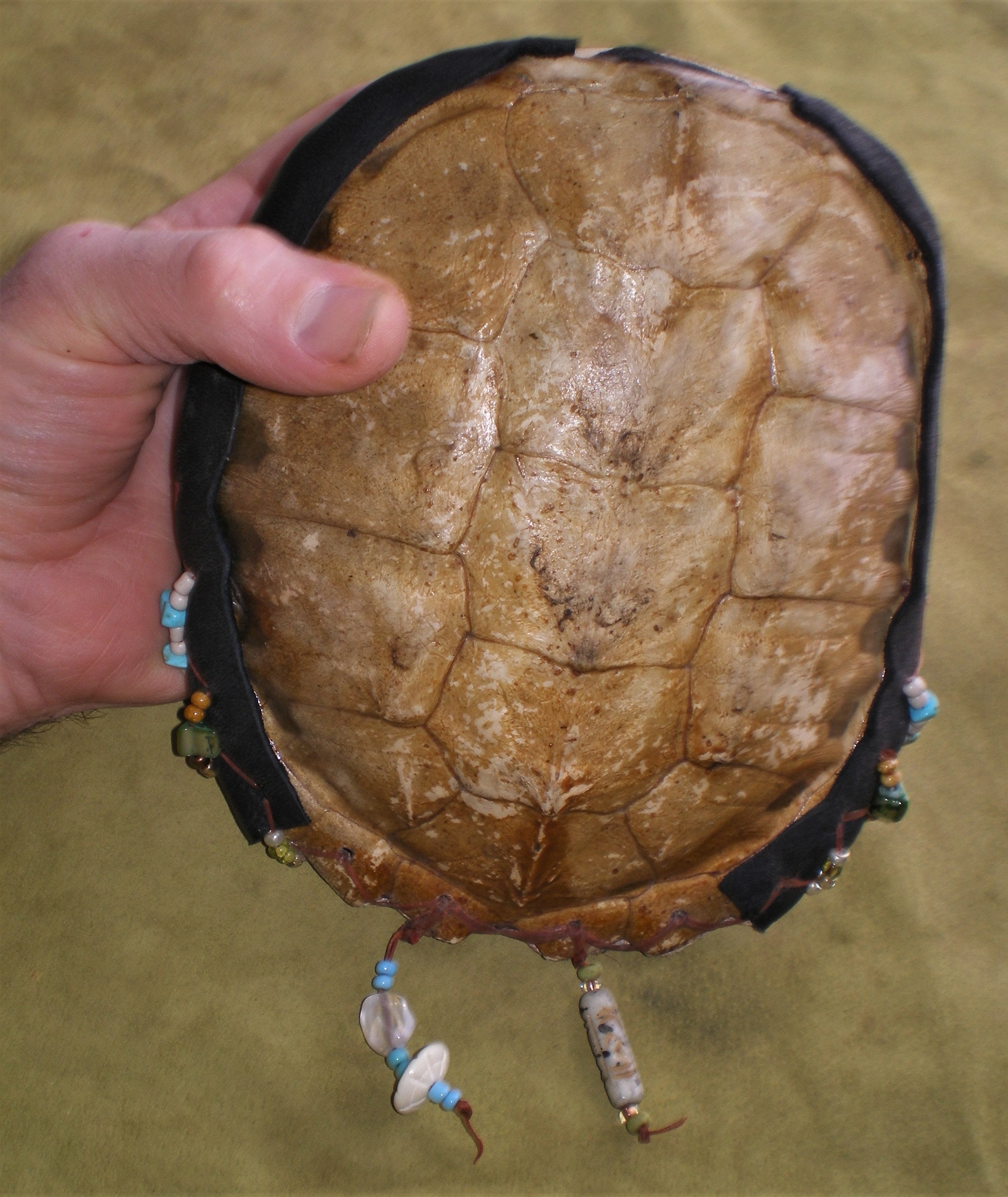 Snapping Turtle Shell Maraca Rhythm Percussion Instrument - Etsy