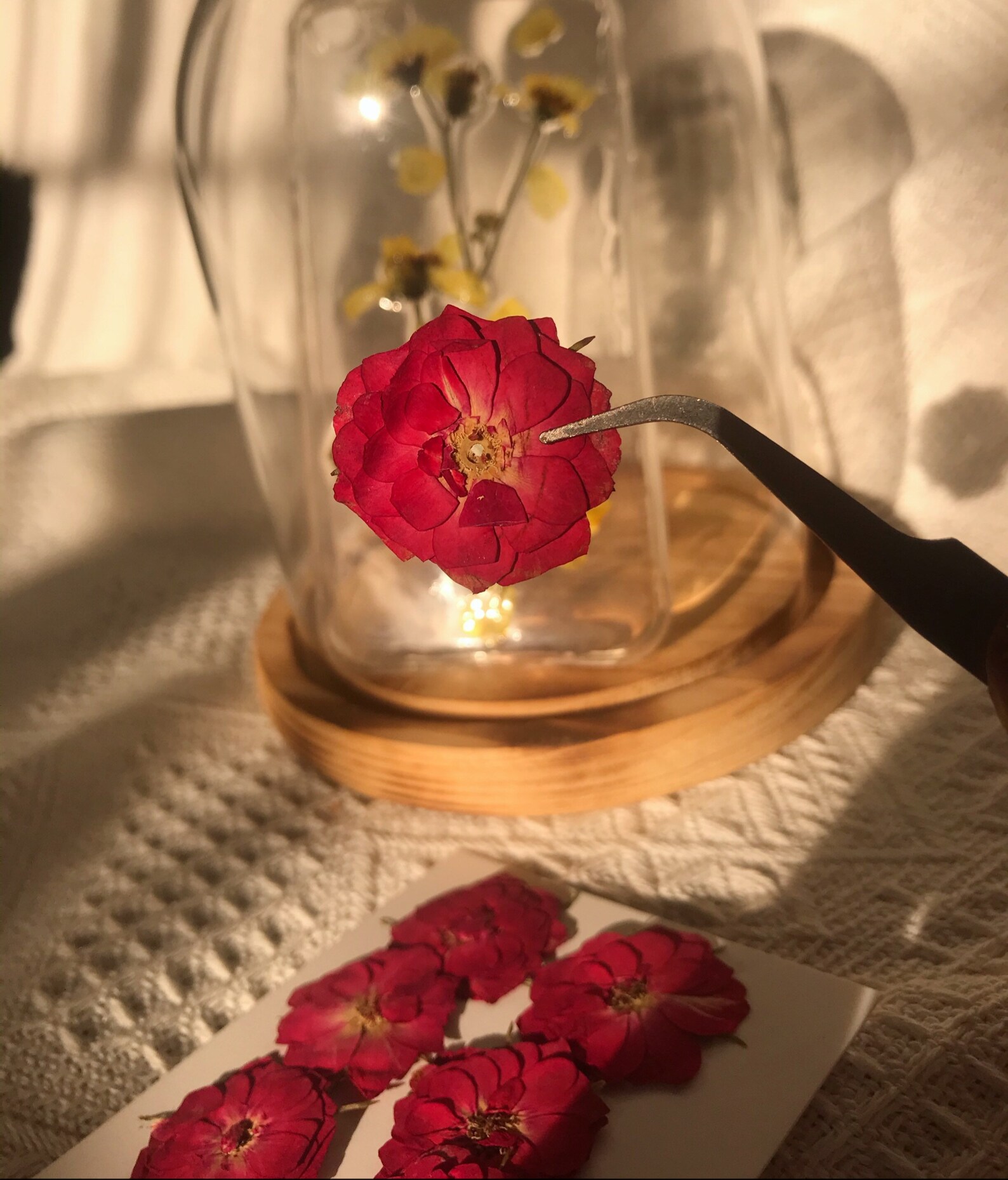 Blooming Rosespressed Flowerpack of 12 Pcsrosedried - Etsy