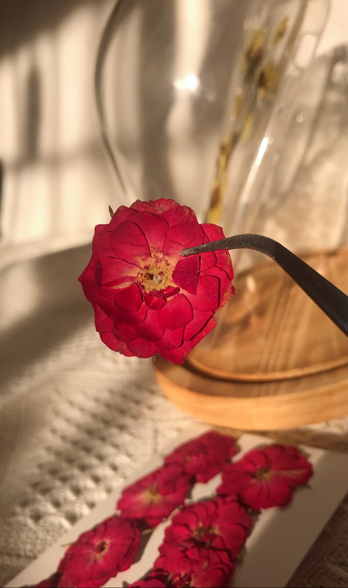 Blooming Rosespressed Flowerpack of 12 Pcsrosedried - Etsy