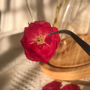 Blooming Rosespressed Flowerpack of 12 Pcsrosedried - Etsy