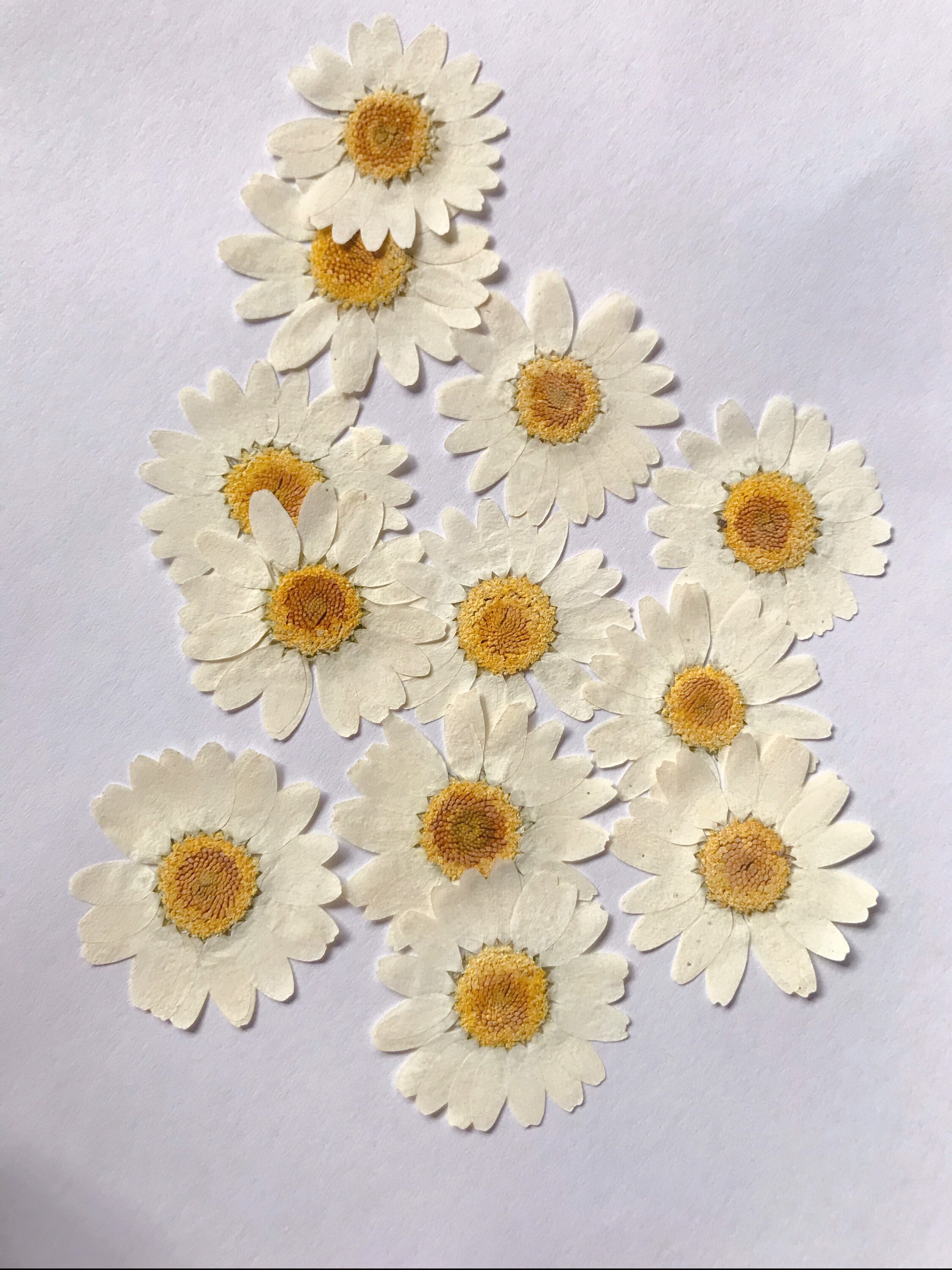 Floral Pressed Flowers Resin Daisy Pressed Daisys 12 Pieces Pressed ...