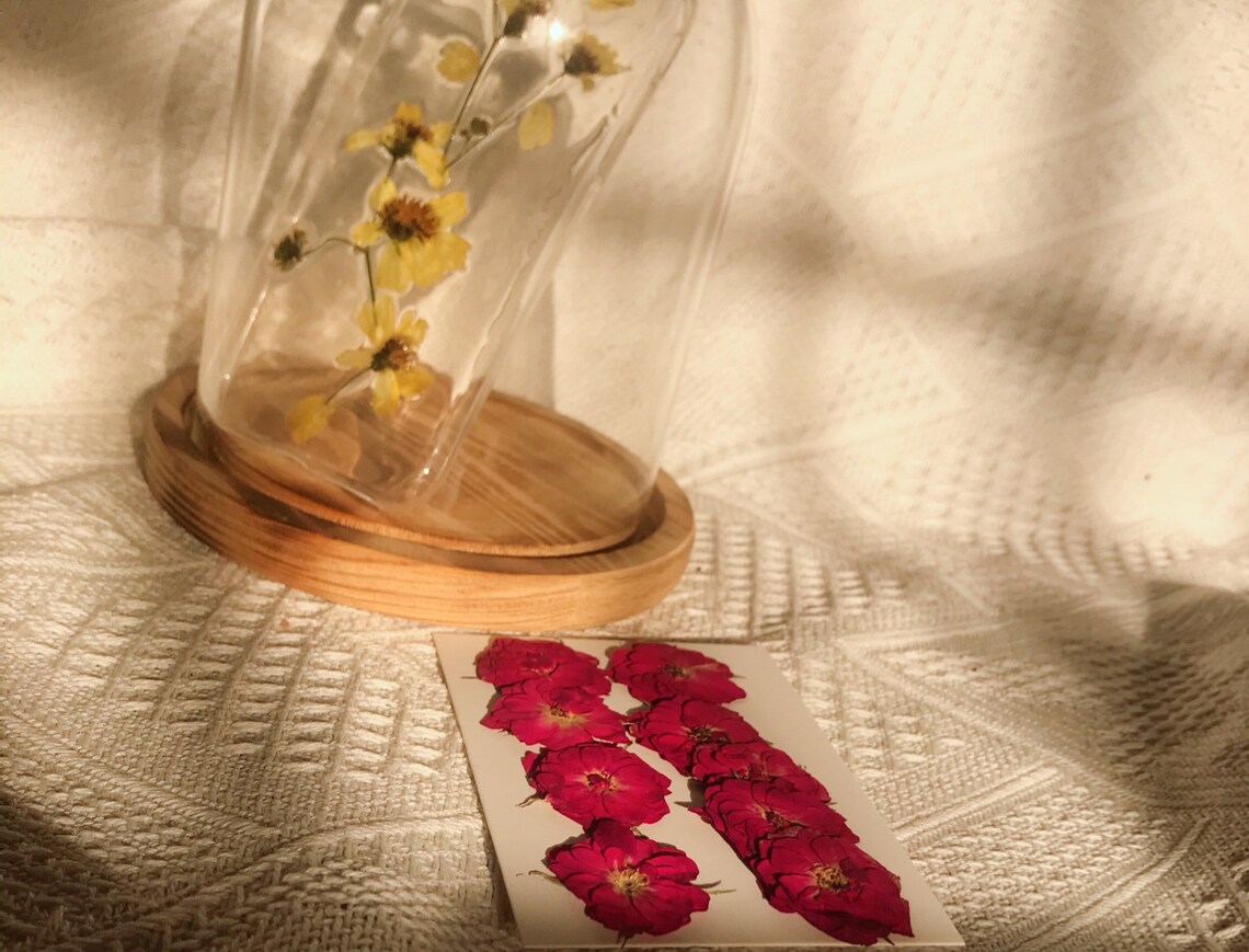 Blooming Rosespressed Flowerpack of 12 Pcsrosedried - Etsy