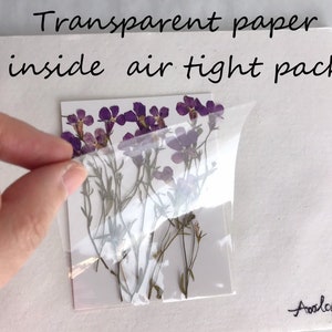 Blooming Rosespressed Flowerpack of 12 Pcsrosedried - Etsy