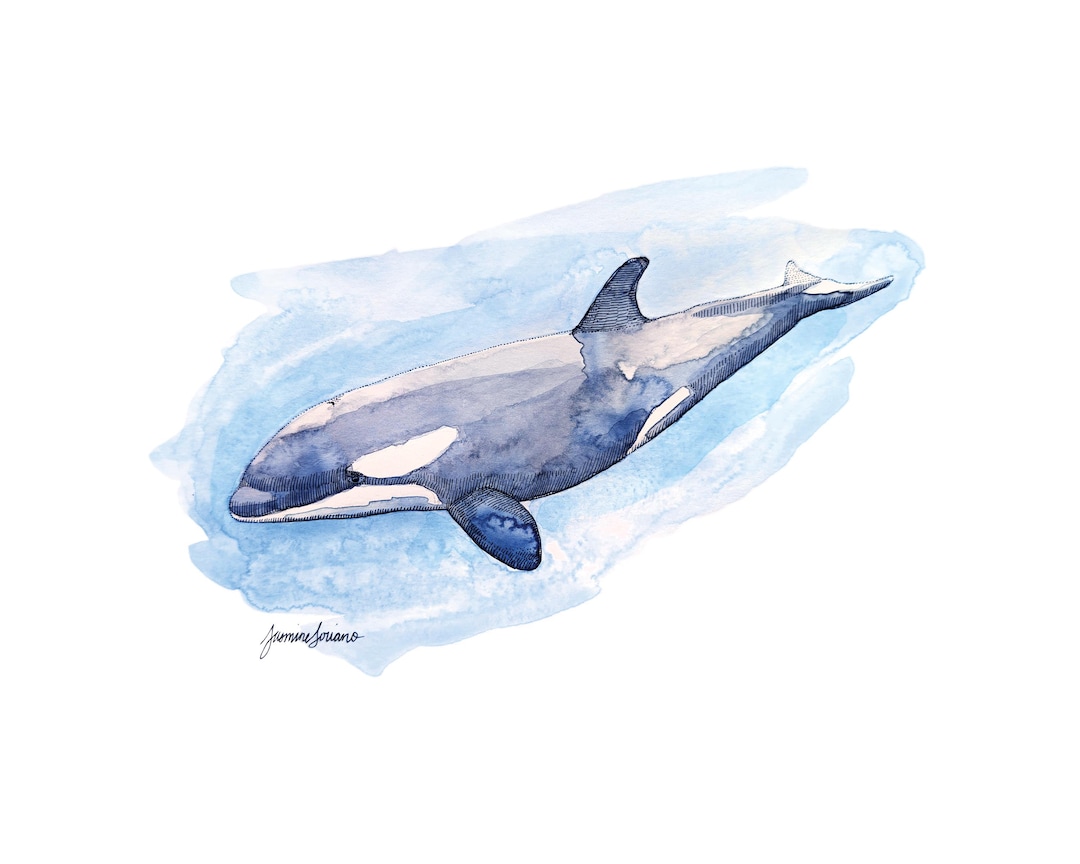 Orca Watercolor, Whale Print, Ocean Painting, Washington Art, Sealife ...
