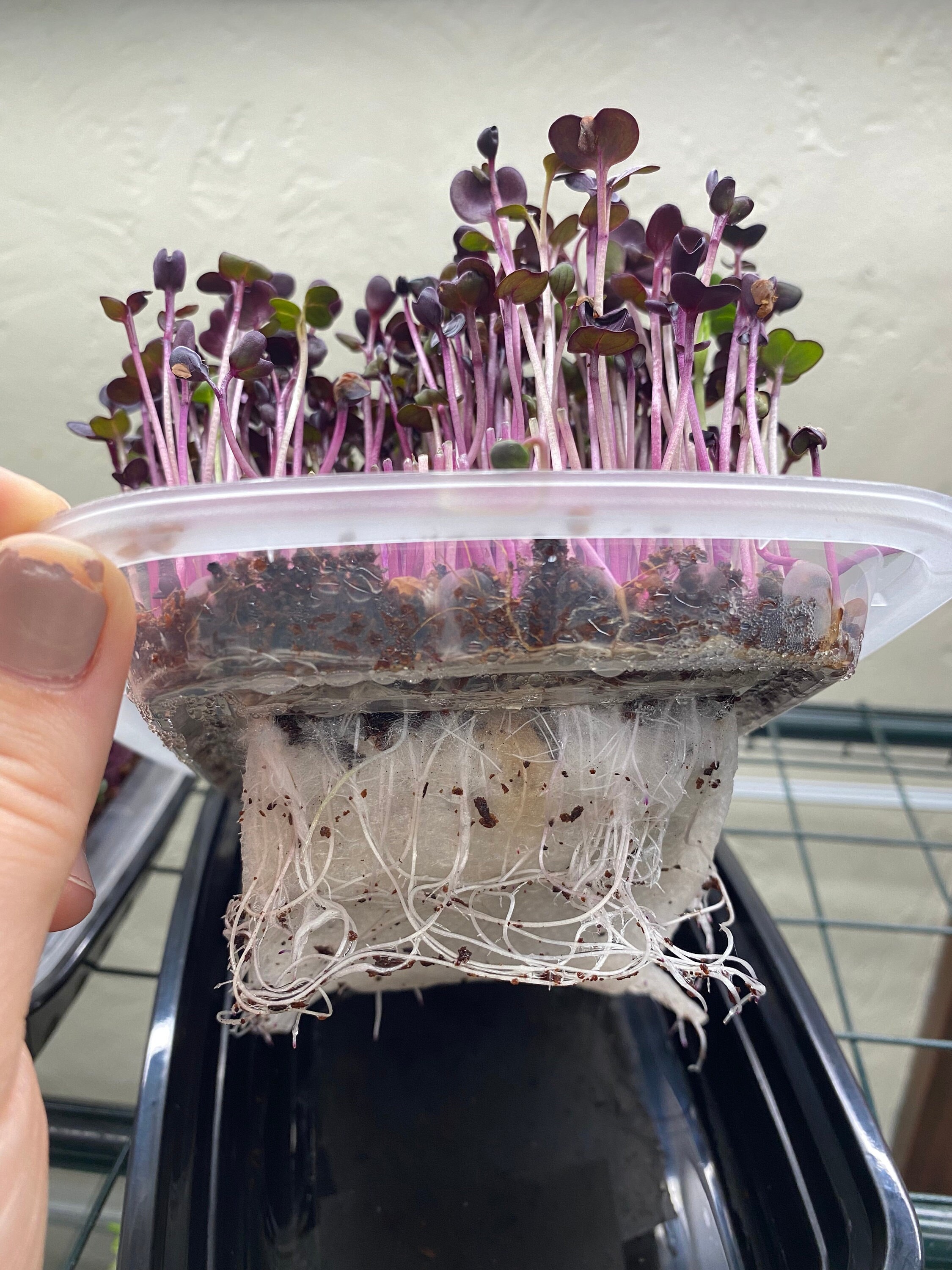 Rambo Purple Radish Microgreen Grow Kit with Self Watering | Etsy