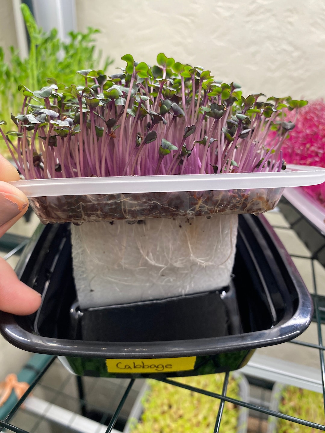 Red Acre Cabbage Microgreens With Self Watering Grow Kit/ - Etsy