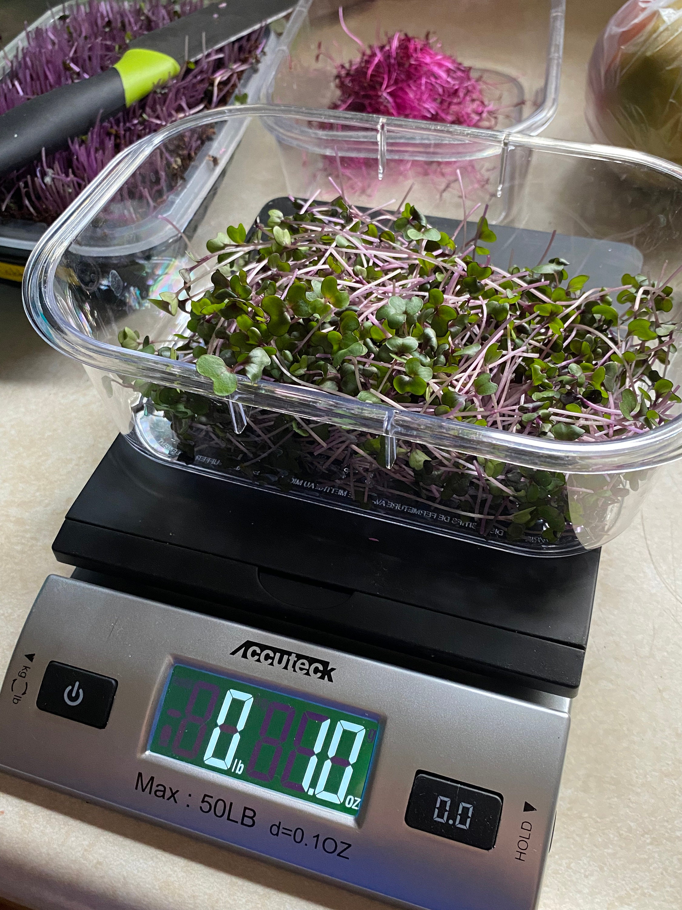 Red Acre Cabbage Microgreens With Self Watering Grow Kit/ - Etsy