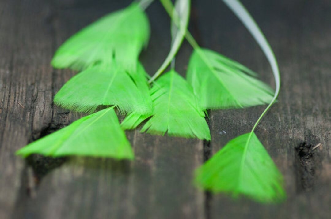 Neon Green Feathers, Natural Feathers, Craft Findings, Supplies ...