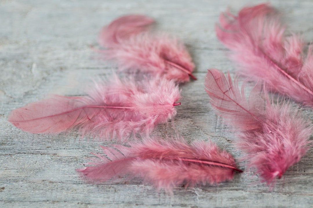 Dirty Pink Feathers Small Craft Feathers Wedding Decorations Hat Making ...