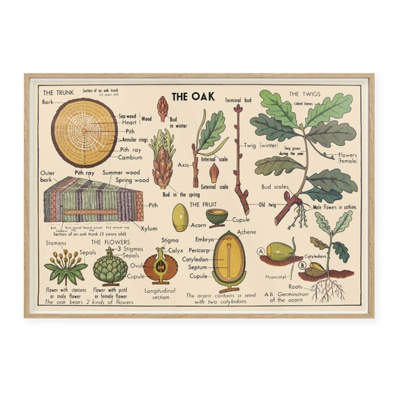 Vintage Oak Tree School Botanical Poster | Etsy