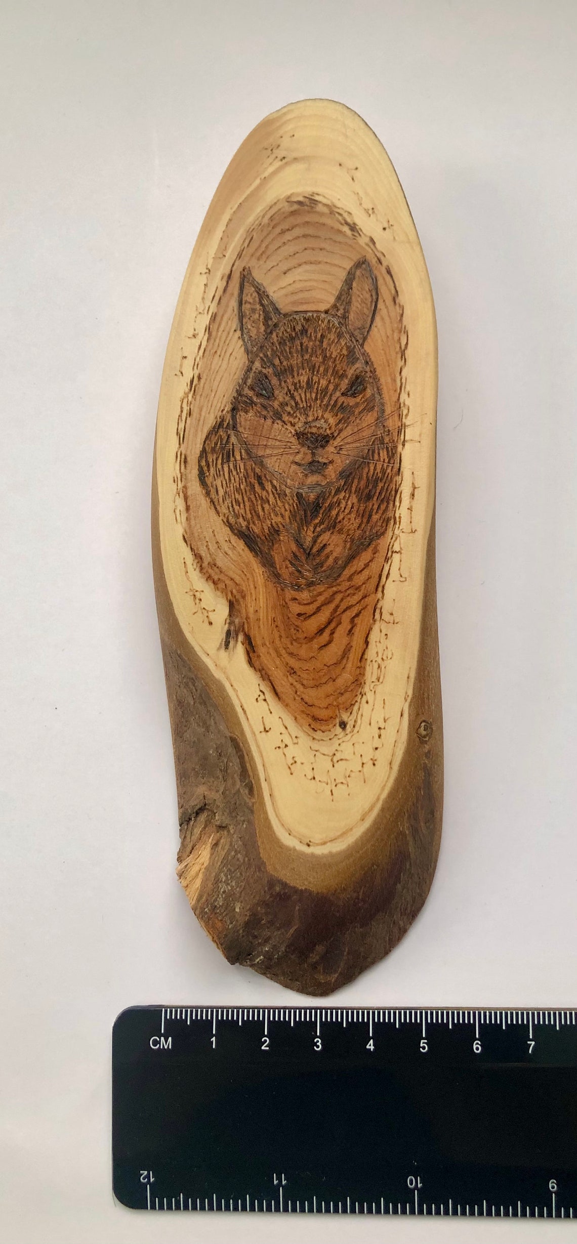 Squirrel Pyrography Picture. Wood Burned Picture of a Squirrel in a ...