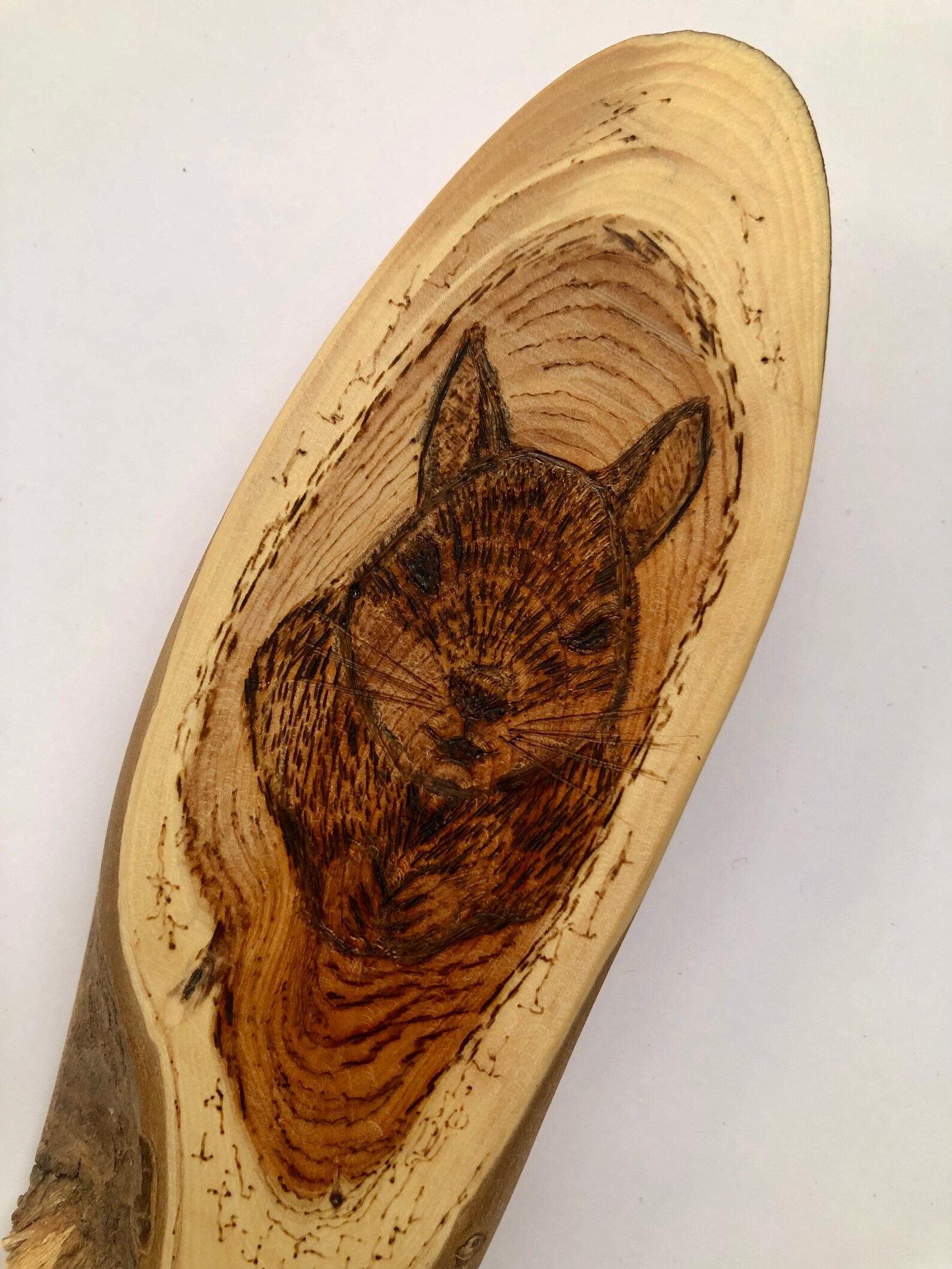 Squirrel Pyrography Picture. Wood Burned Picture of a Squirrel in a ...