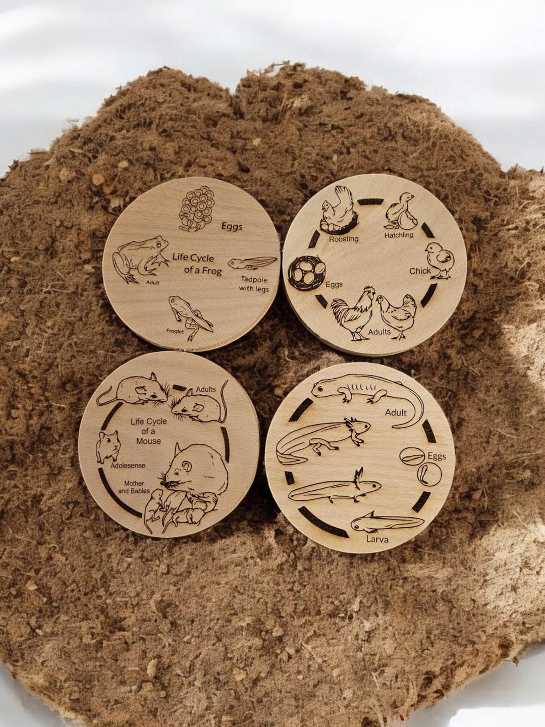 Set of Four Life Cycle Discs. Frog, Salamander, Mouse and Chicken ...