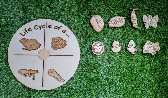 Life Cycle Board - Etsy