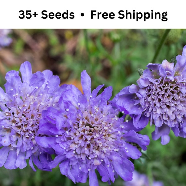 Scabiosa Seeds - Etsy