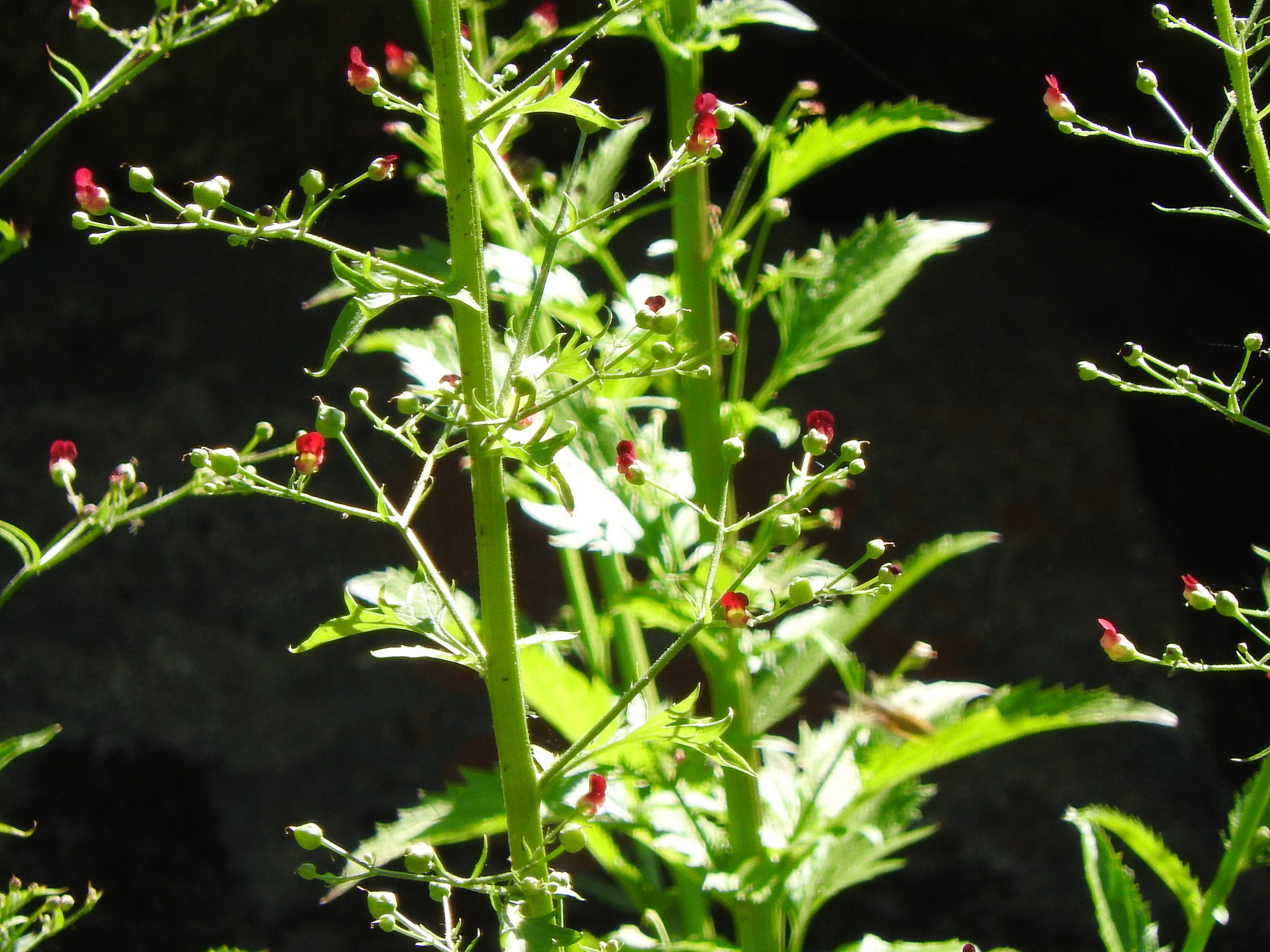 California Figwort 50 Seeds / Scrophularia Californica / Beeplant ...