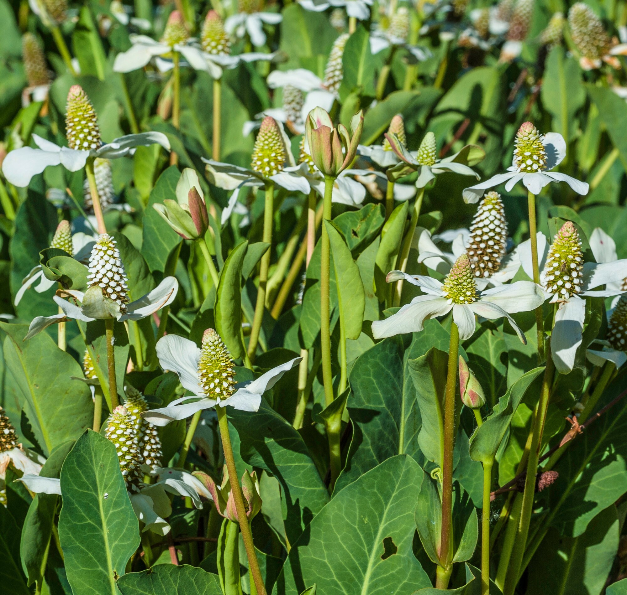 Yerba Mansa / 50 Seeds / Anemopsis Californica / Wetland Plant - Etsy