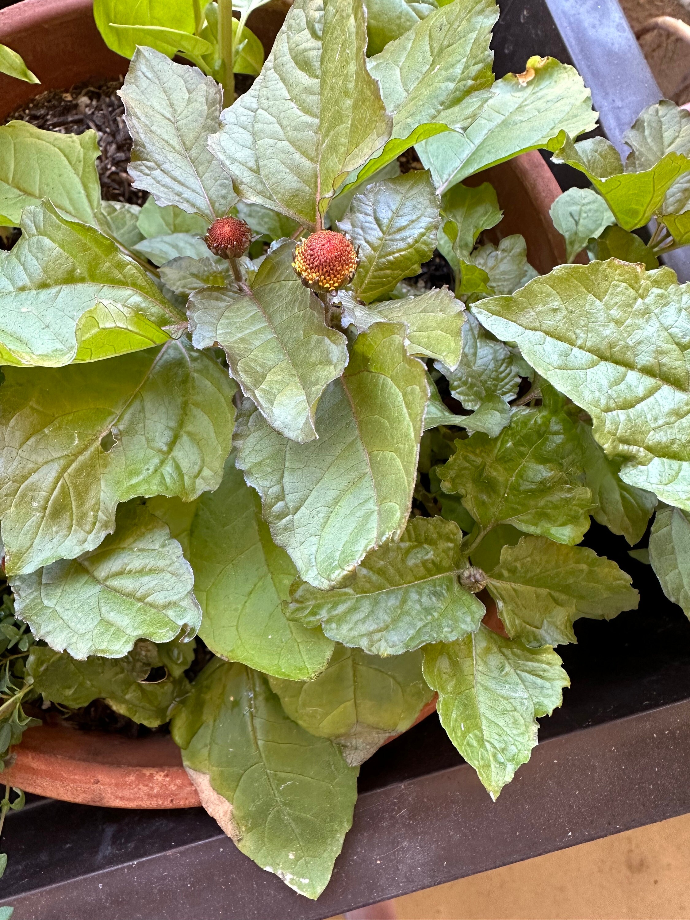 Acmella Oleracea 50 Seeds Free Ship Toothache Plant / Buzz Button ...