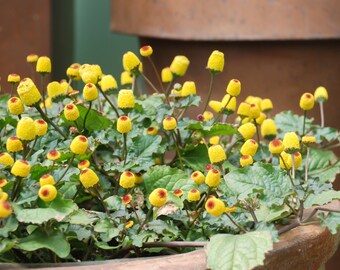 Buzz Button Plant - Etsy