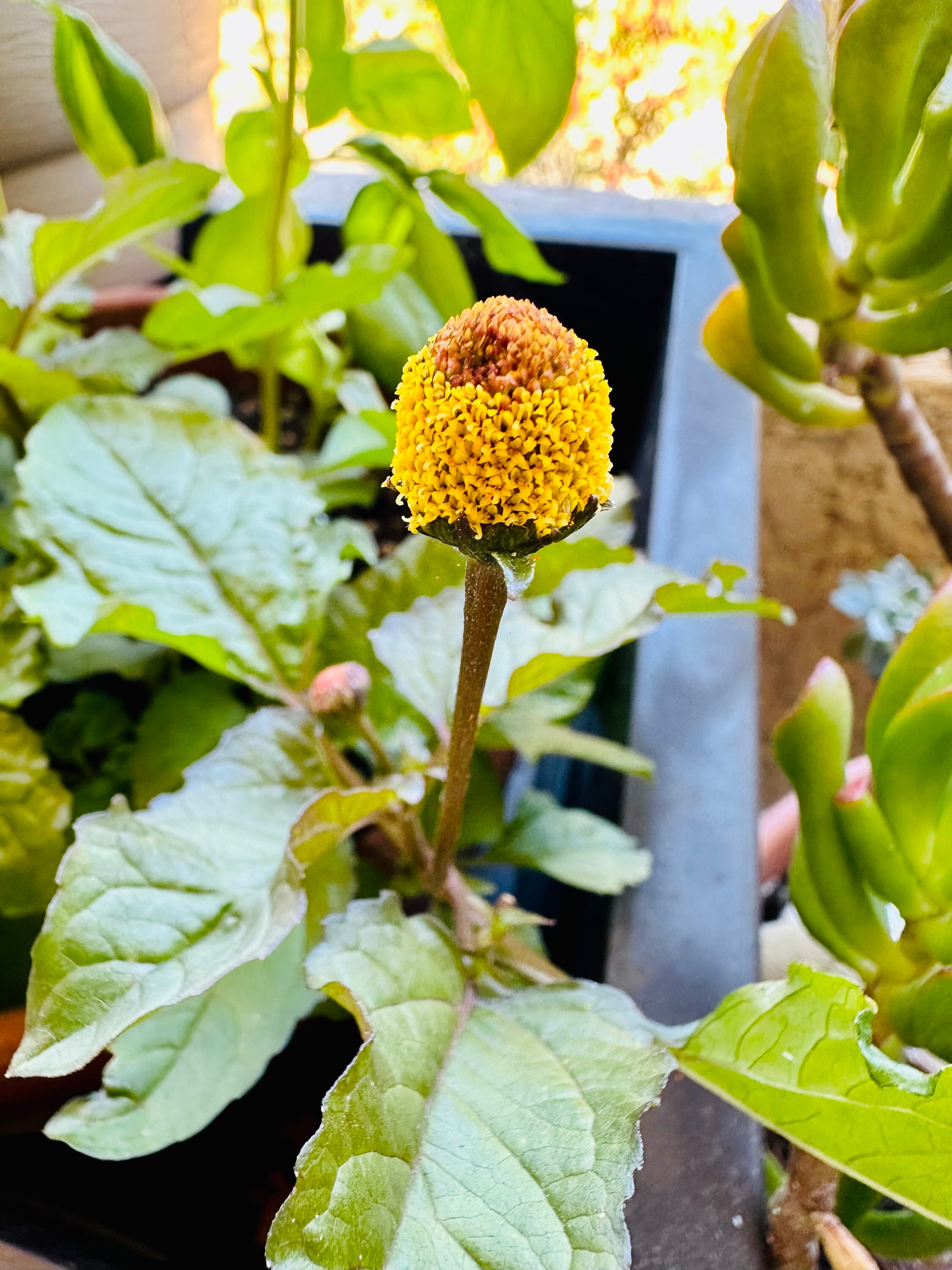 Acmella Oleracea 50 Seeds Free Ship Toothache Plant / Buzz Button ...