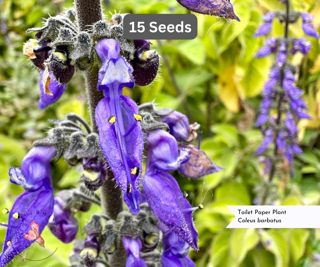 Coleus Barbatus / 15 Seeds / Blue Spur Flower / Plectranthus Barbatus ...