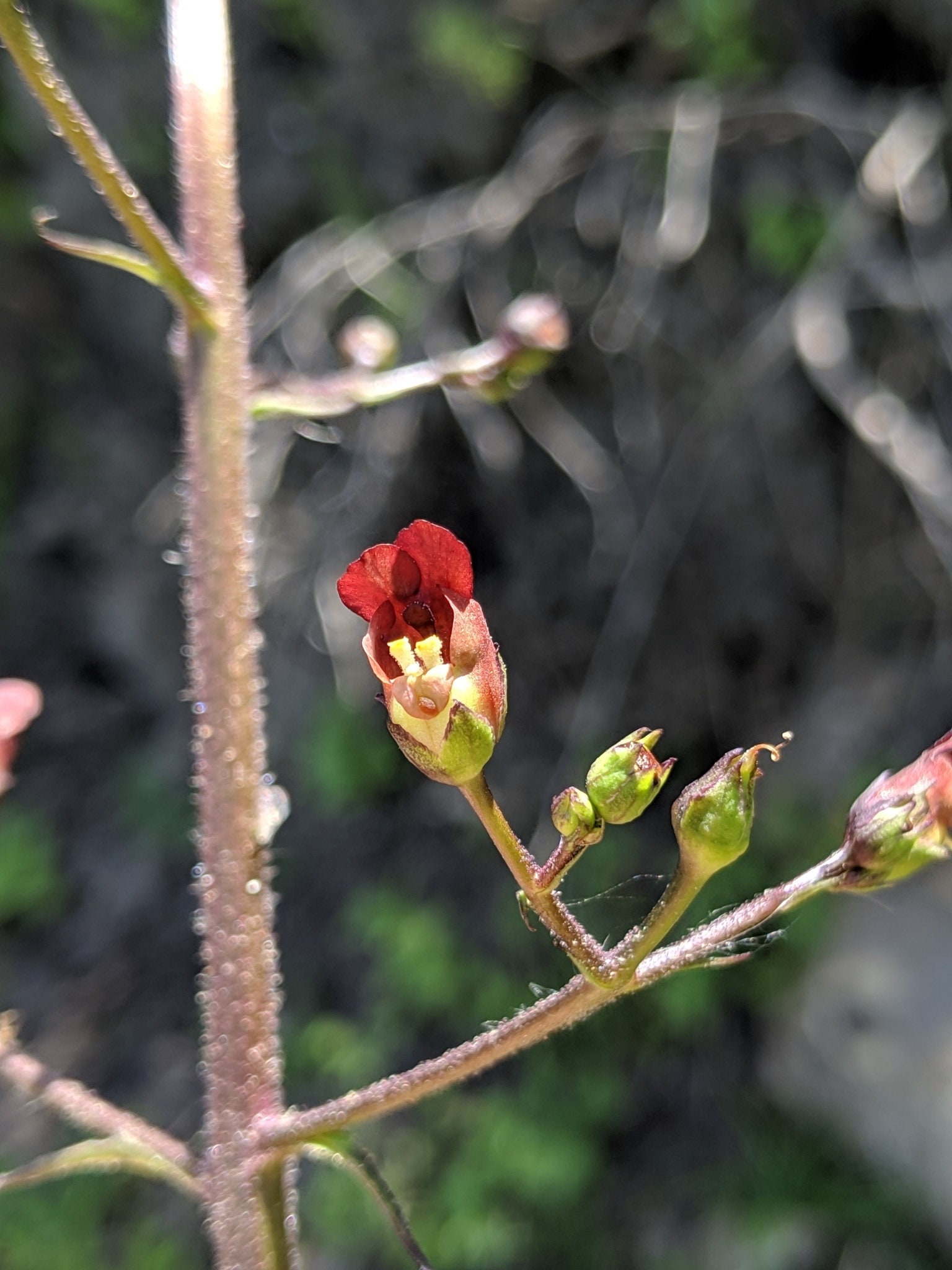 California Figwort 50+ Seeds / Scrophularia Californica / Beeplant ...