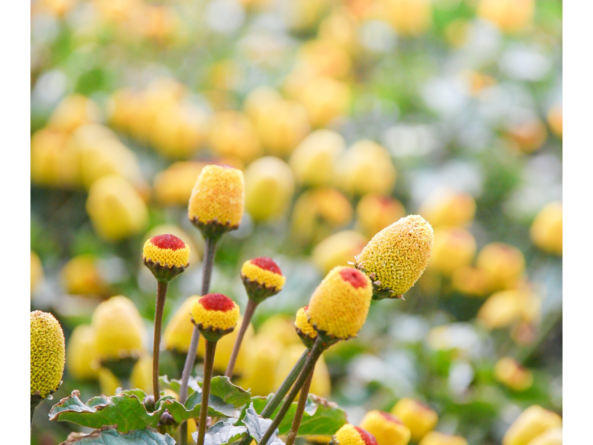 Acmella Oleracea 50 Seeds Free Ship Toothache Plant / Buzz Button ...