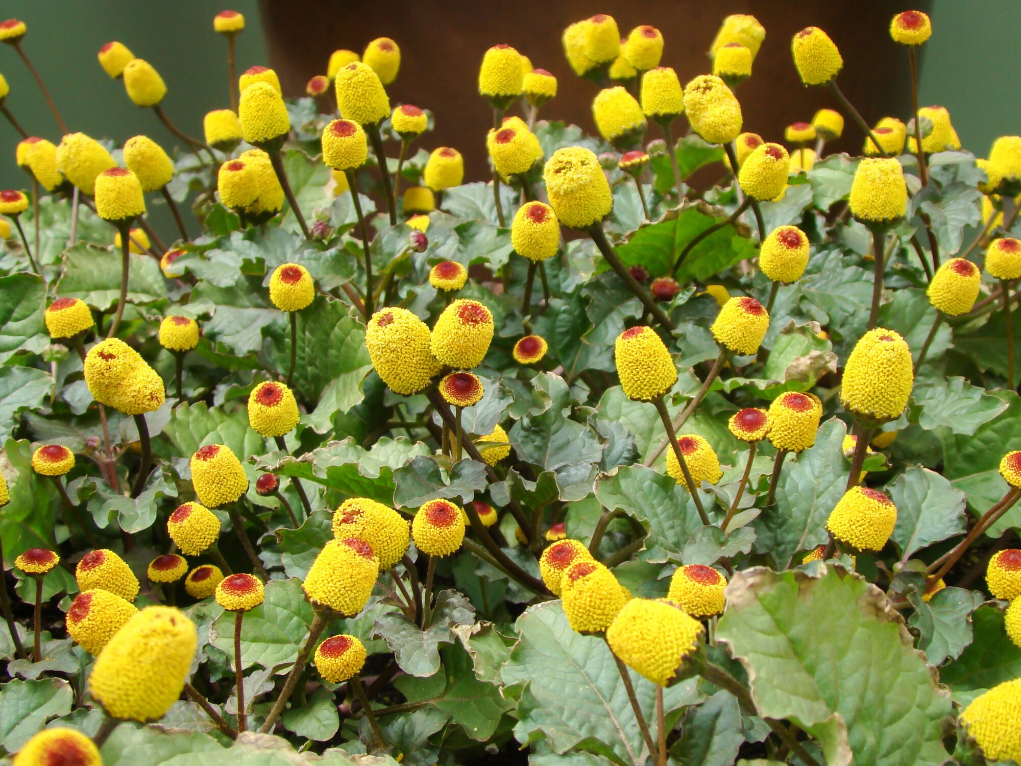 Acmella Oleracea 50 Seeds Free Ship Toothache Plant / Buzz Button ...