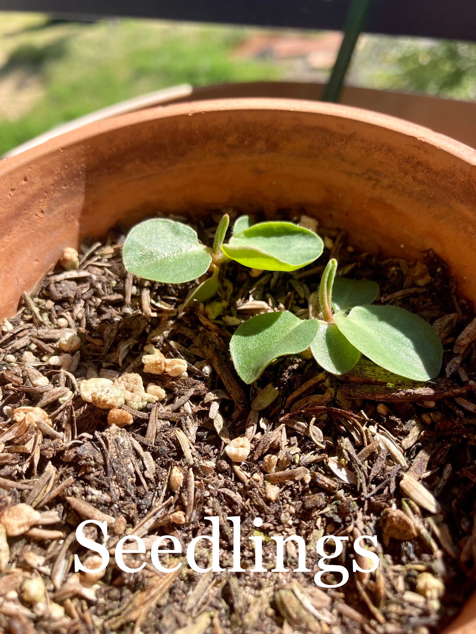 Yerba Mansa / 50 Seeds / Anemopsis Californica / Wetland Plant - Etsy