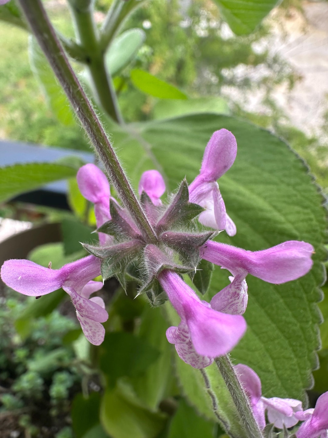Stachys Bullata Seeds, 15 California Hedgenettle Seeds, Native ...