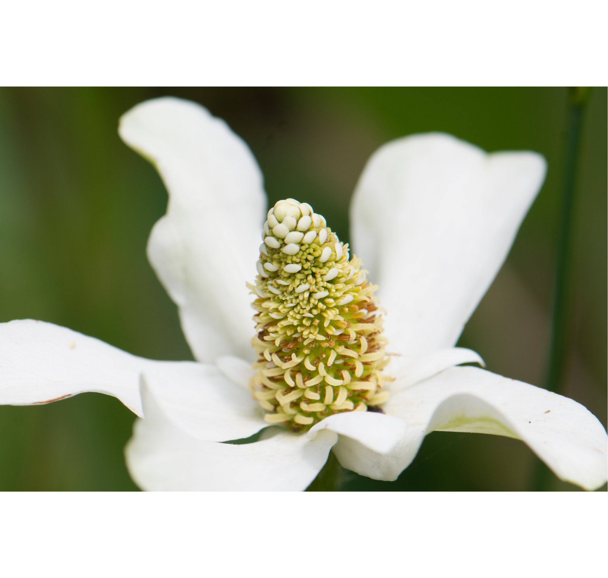 Yerba Mansa / 50 Seeds / Anemopsis Californica / Wetland Plant - Etsy