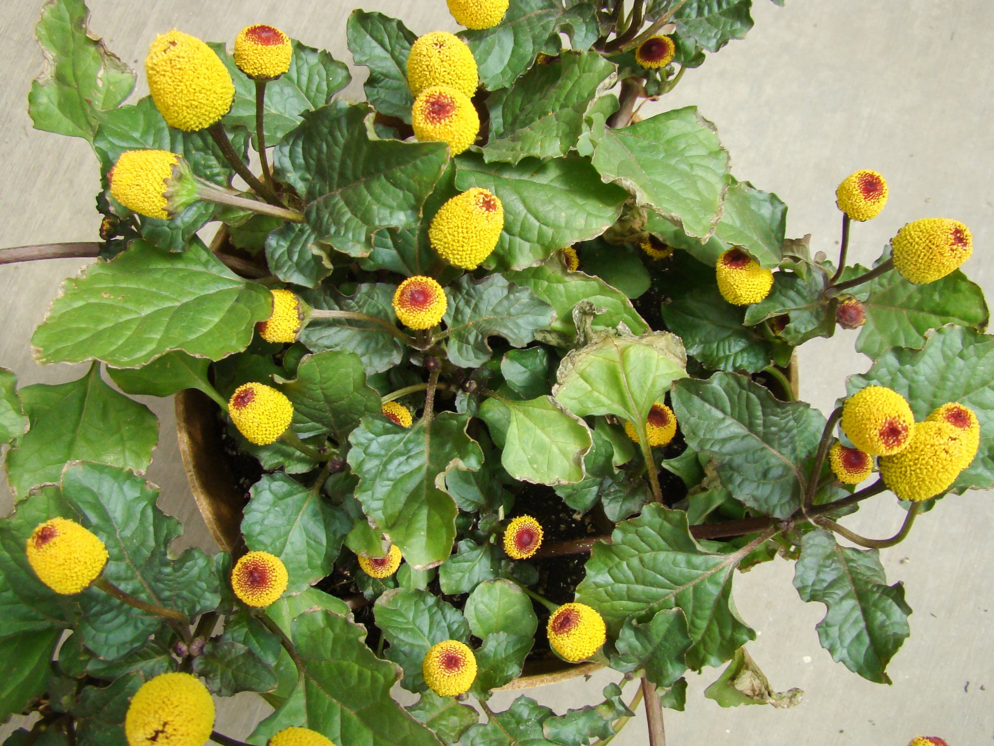 Acmella Oleracea 50 Seeds Free Ship Toothache Plant / Buzz Button ...