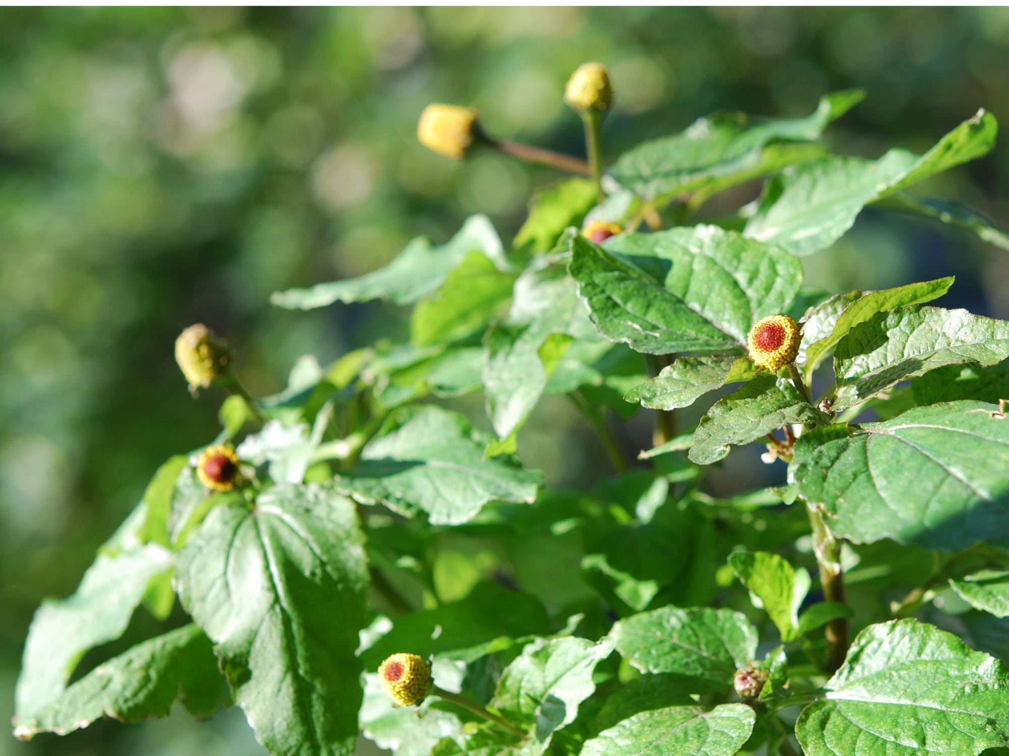 Acmella Oleracea 50 Seeds Free Ship Toothache Plant / Buzz Button ...