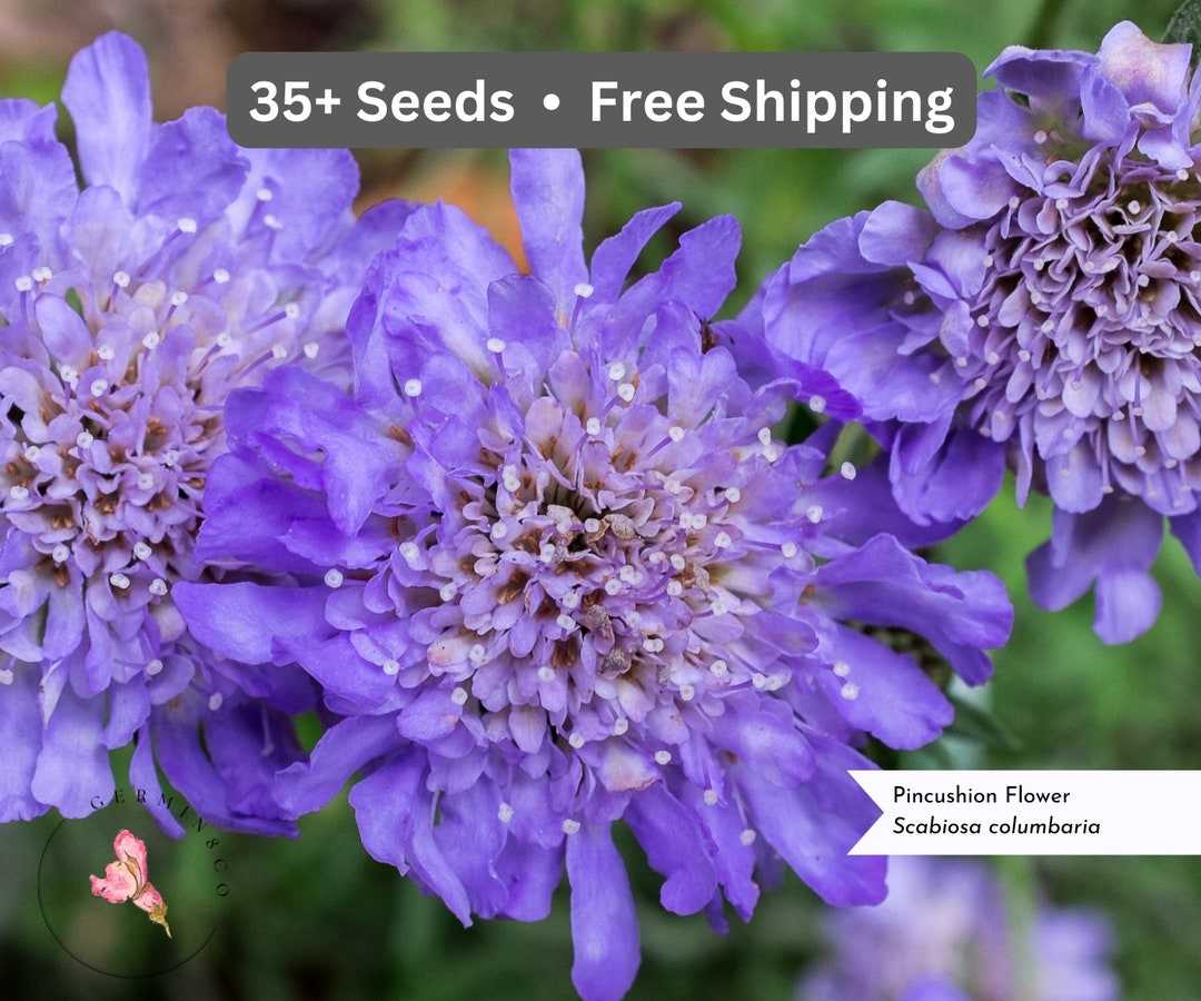 Scabiosa Columbaria Seeds / Lavender Blue Pincushion Plant Seeds ...