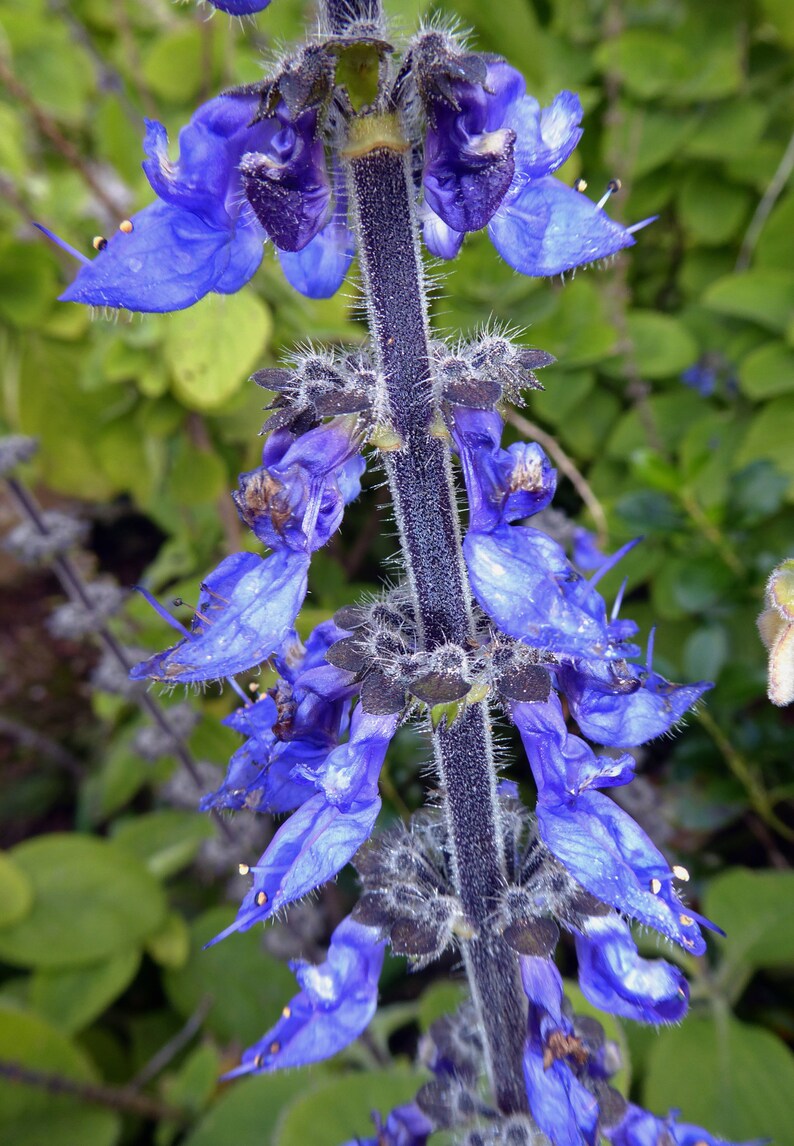 Plectranthus Barbatus / 15 Seeds / Blue Spur Flower / Coleus - Etsy