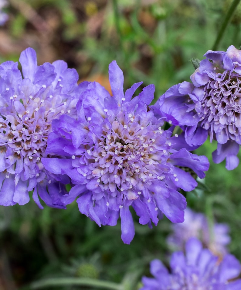 Scabiosa Columbaria Seeds / Lavender Blue Pincushion Plant Seeds ...