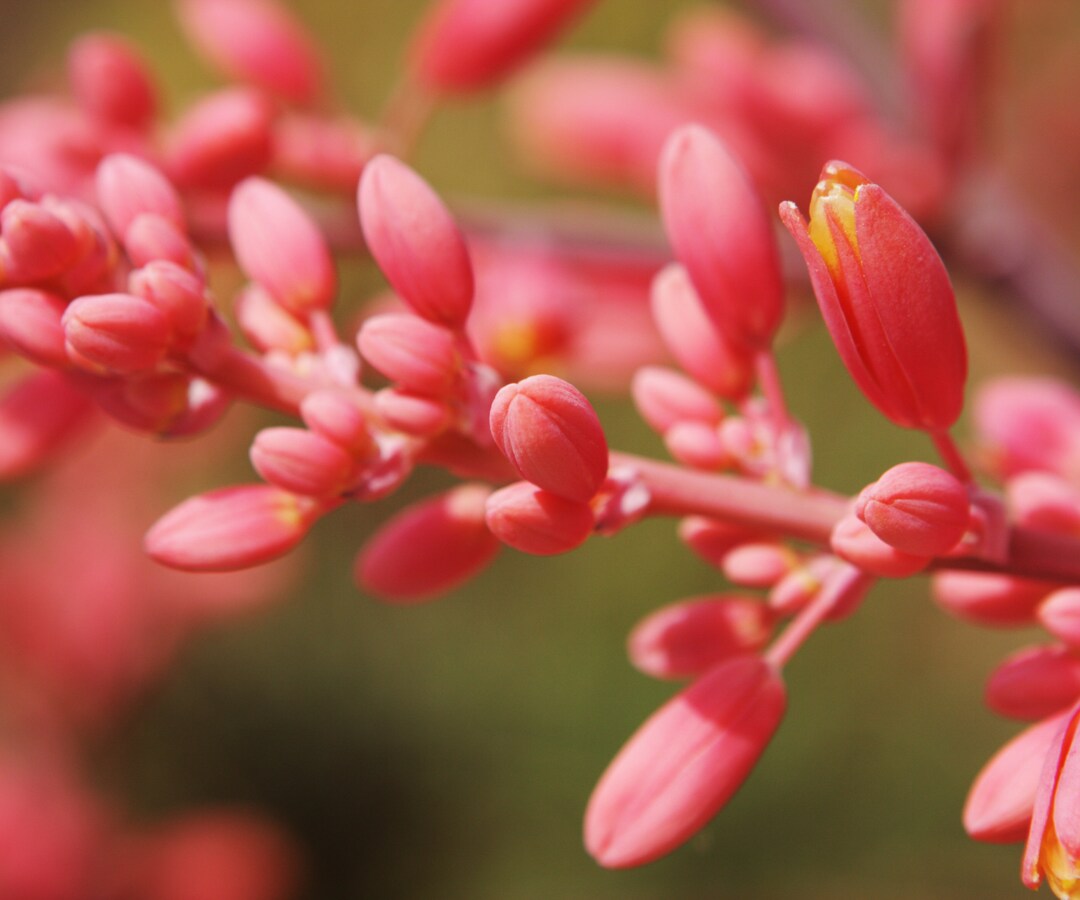 Hesperaloe Seeds, Red Yucca Seeds, Hesperaloe Parviflora, Hummingbird ...