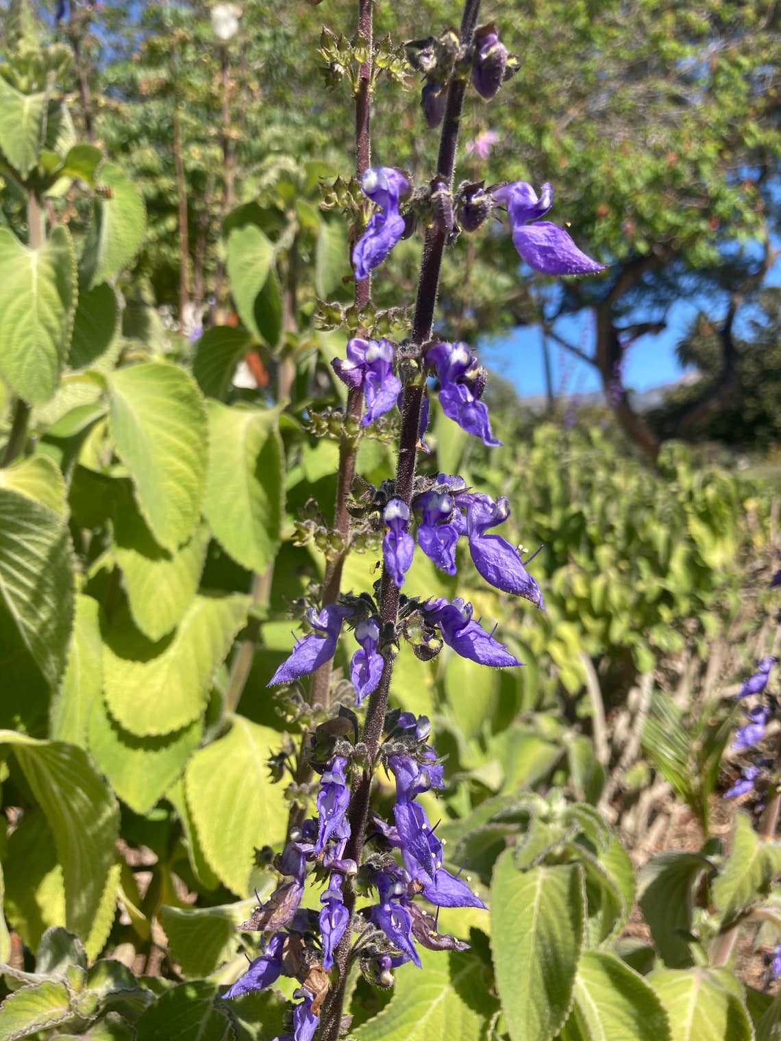 Plectranthus Barbatus Blue Spur Flower 15 Seeds Coleus - Etsy
