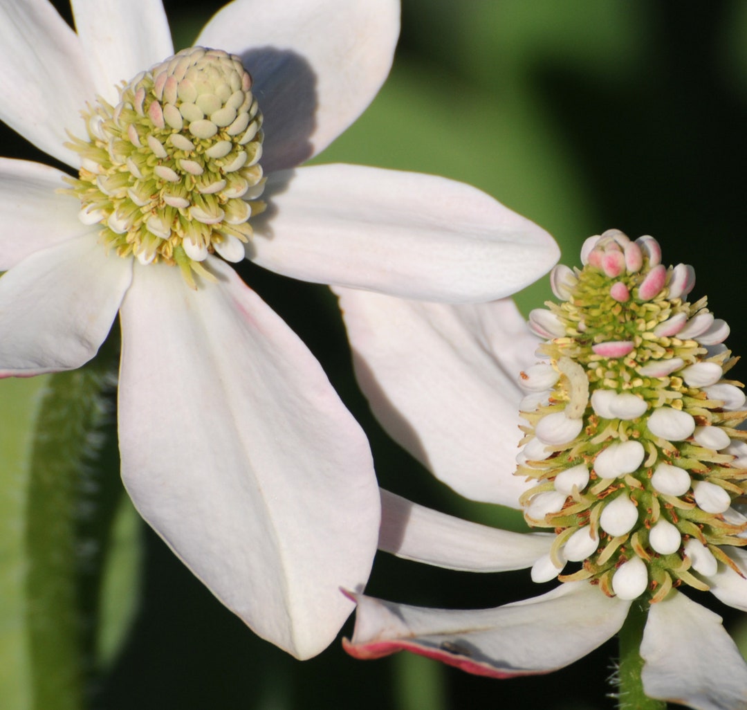 Yerba Mansa / 50 Seeds / Anemopsis Californica / Wetland Plant - Etsy