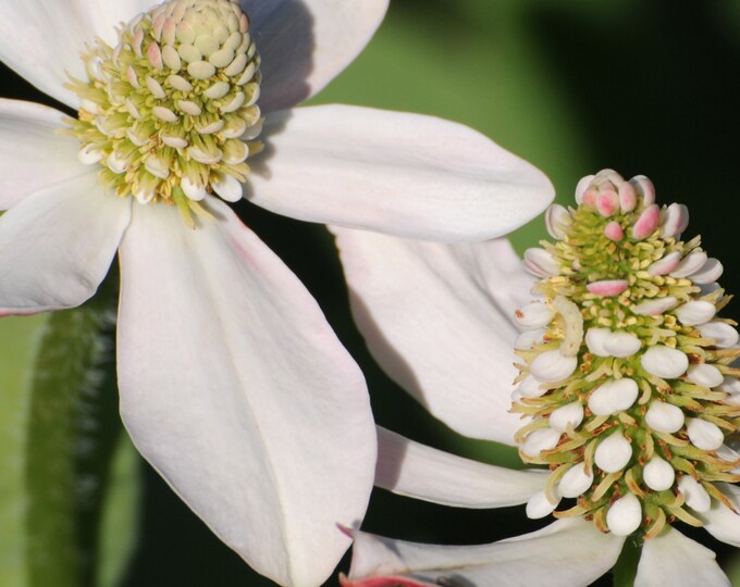Yerba Mansa / 50 Seeds / Anemopsis Californica / Wetland Plant / Lizard ...