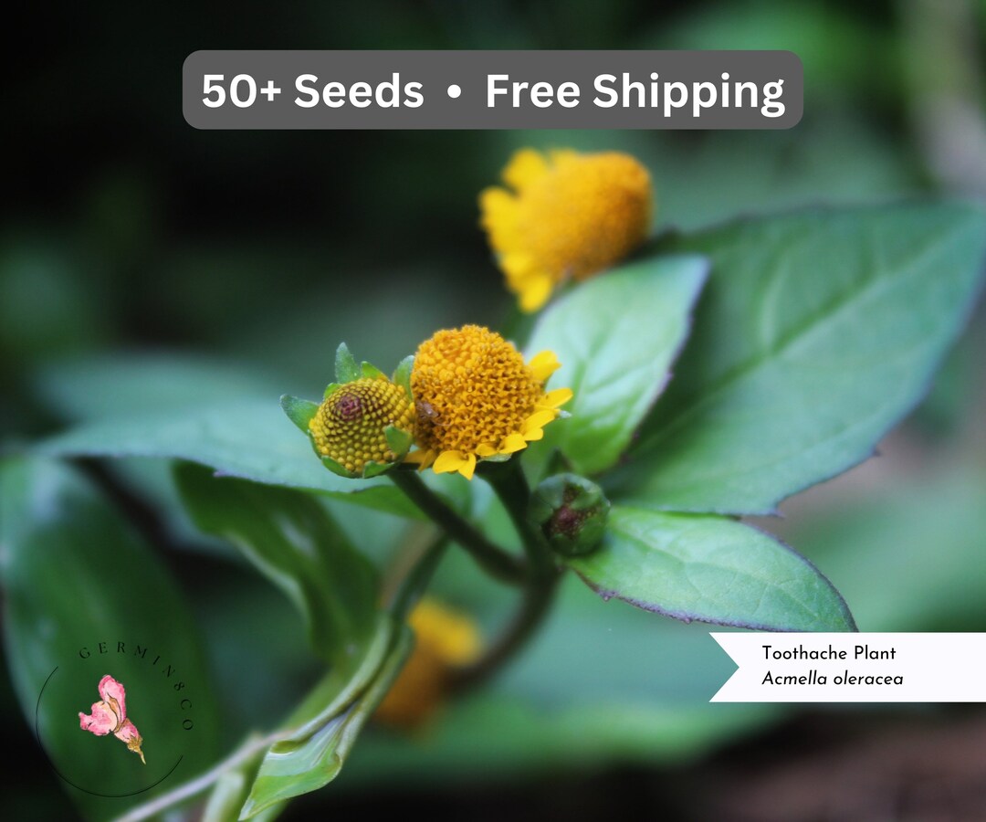 Acmella Oleracea 50 Seeds Free Ship Toothache Plant / Buzz Button ...